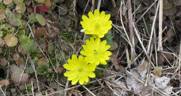 conky 日本語カレンダー : hiraizumi88のblog