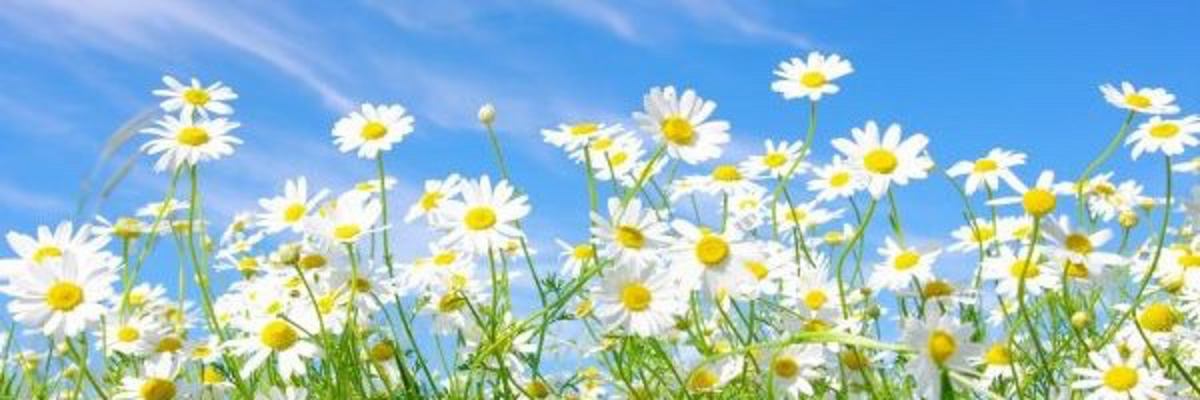 everything you said 2025.12.4 : Daisy Days（ユチョンの魅力まとめ Season5）