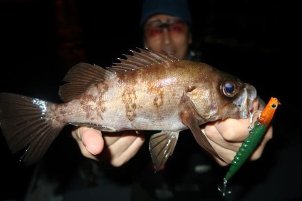 グローリーフィッシュ(Glory Fish) BA-005 クリア水汲みバケツ ロッドホルダー付き 21cm レッド×ブルー